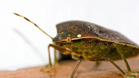 What to Do After a Bed Bug Treatment